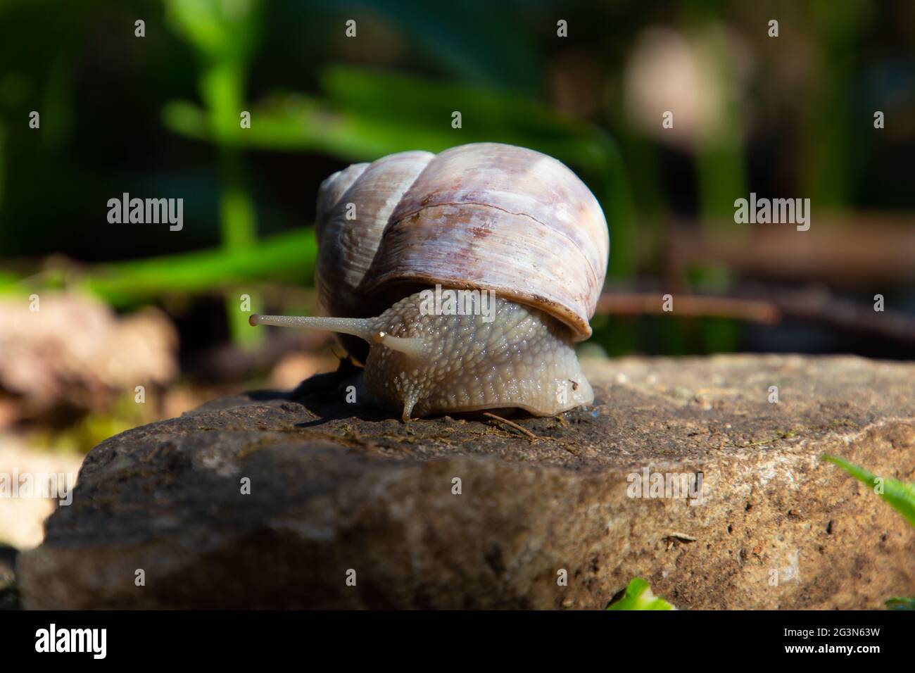 Close up of a snail on a rock Stock Photo - Alamy