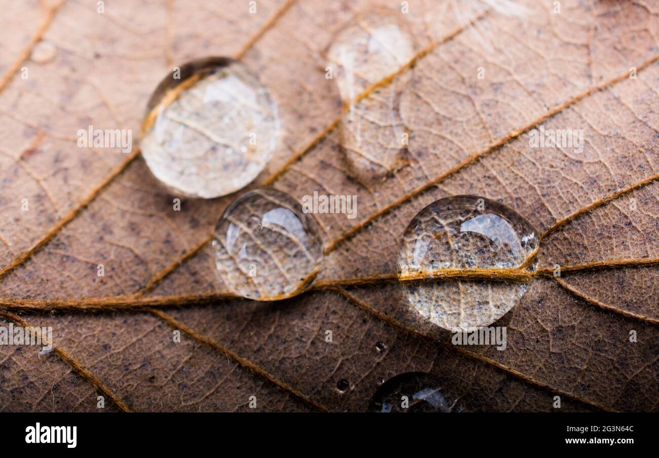 Round water droplet hi-res stock photography and images - Alamy