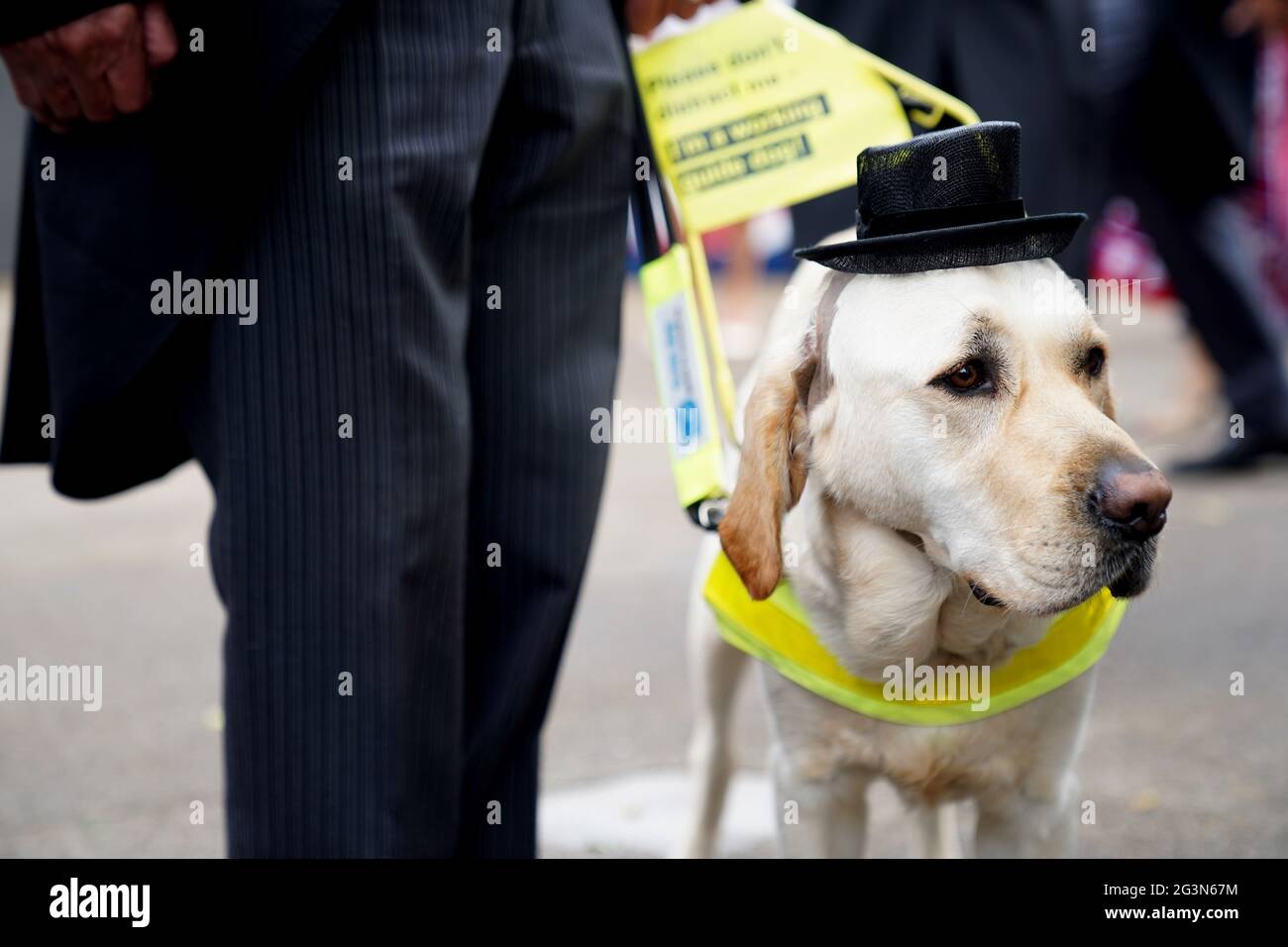 Guide dog uk 2021 hi-res stock photography and images - Alamy
