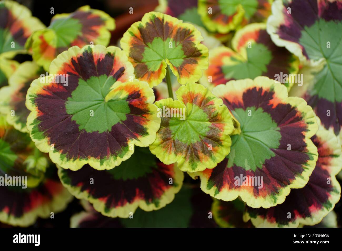Variegated leaf geranium hi-res stock photography and images - Alamy