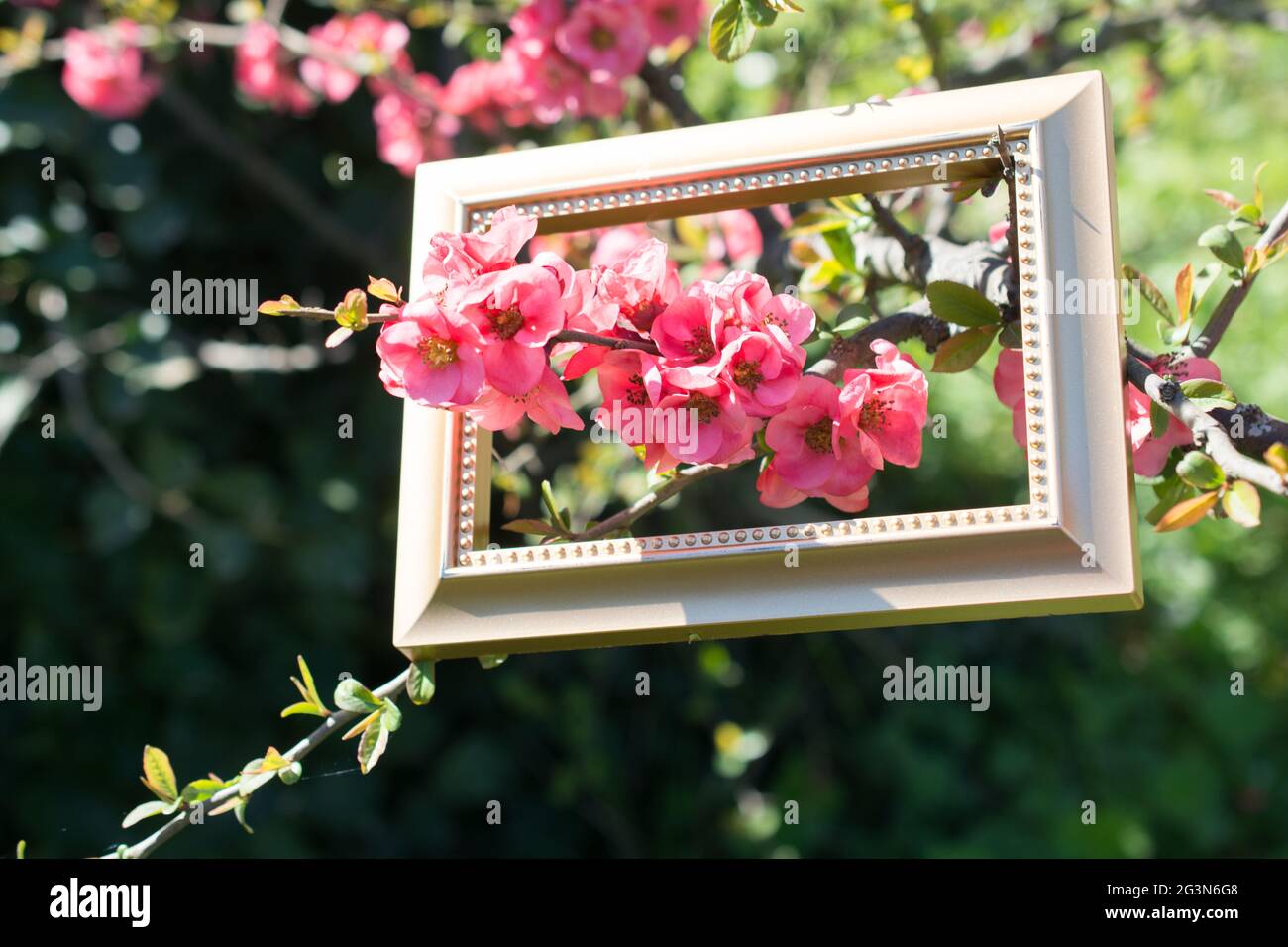 Tree bloom blossom beautiful flowers in a frame Stock Photo - Alamy