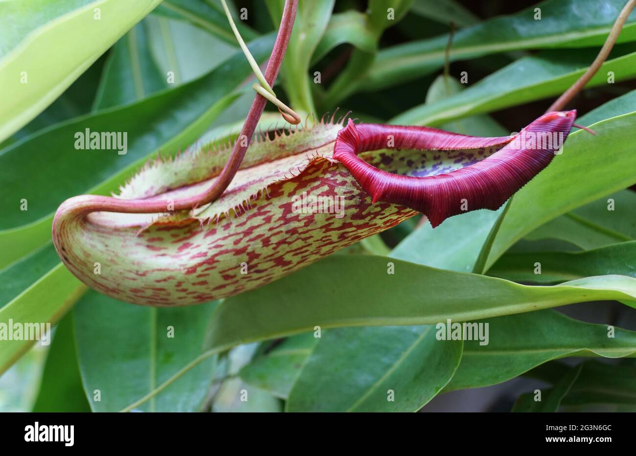 Close up of the red pattern ribs of a carnivorous Pitcher plant Stock ...