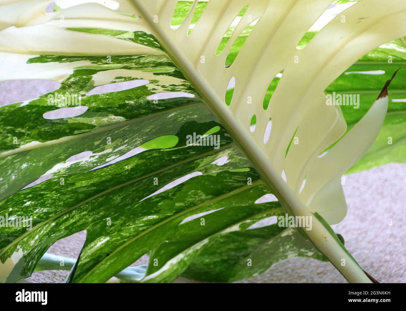 Close up of the beautiful leaf of a highly variegated Monstera ...