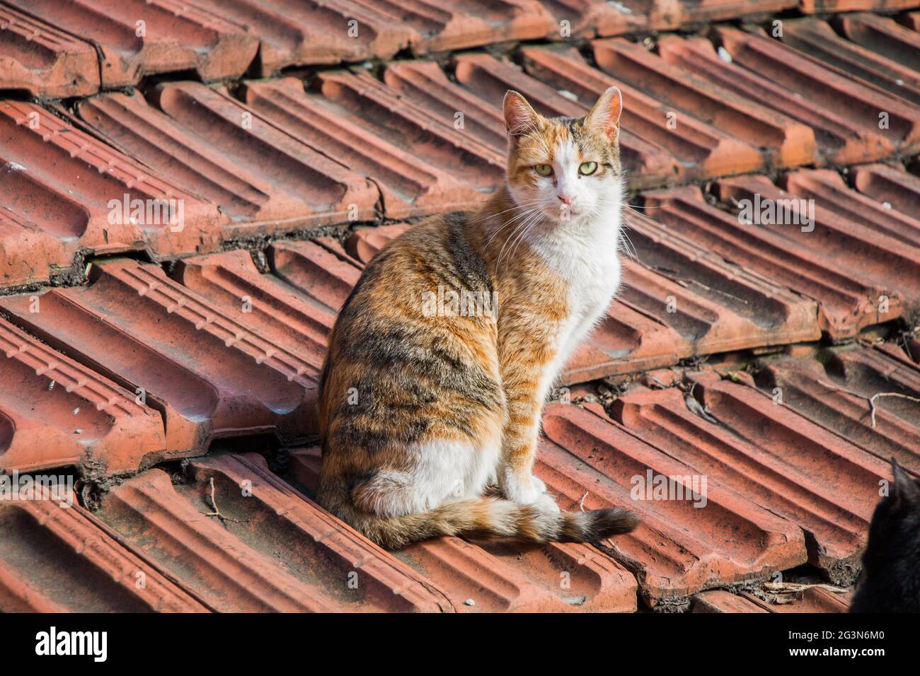 Portrait of a homeless cat hi-res stock photography and images - Alamy