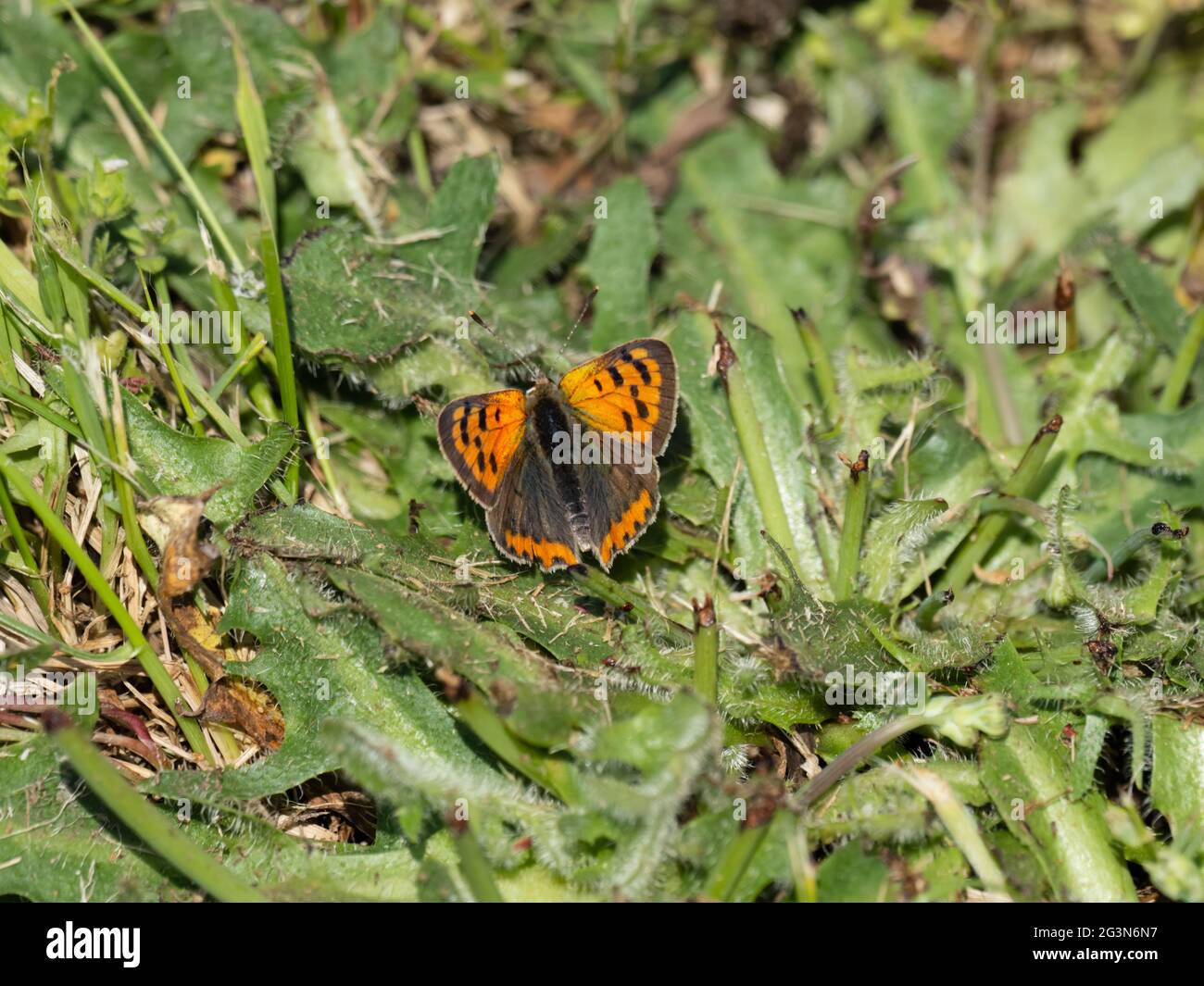Lycaena phlaeas, known as the Small Copper, American Copper, or Common ...