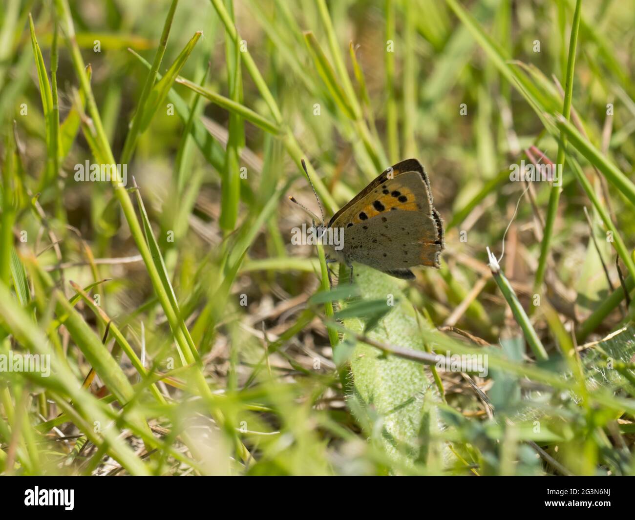 Lycaena phlaeas, known as the Small Copper, American Copper, or Common ...
