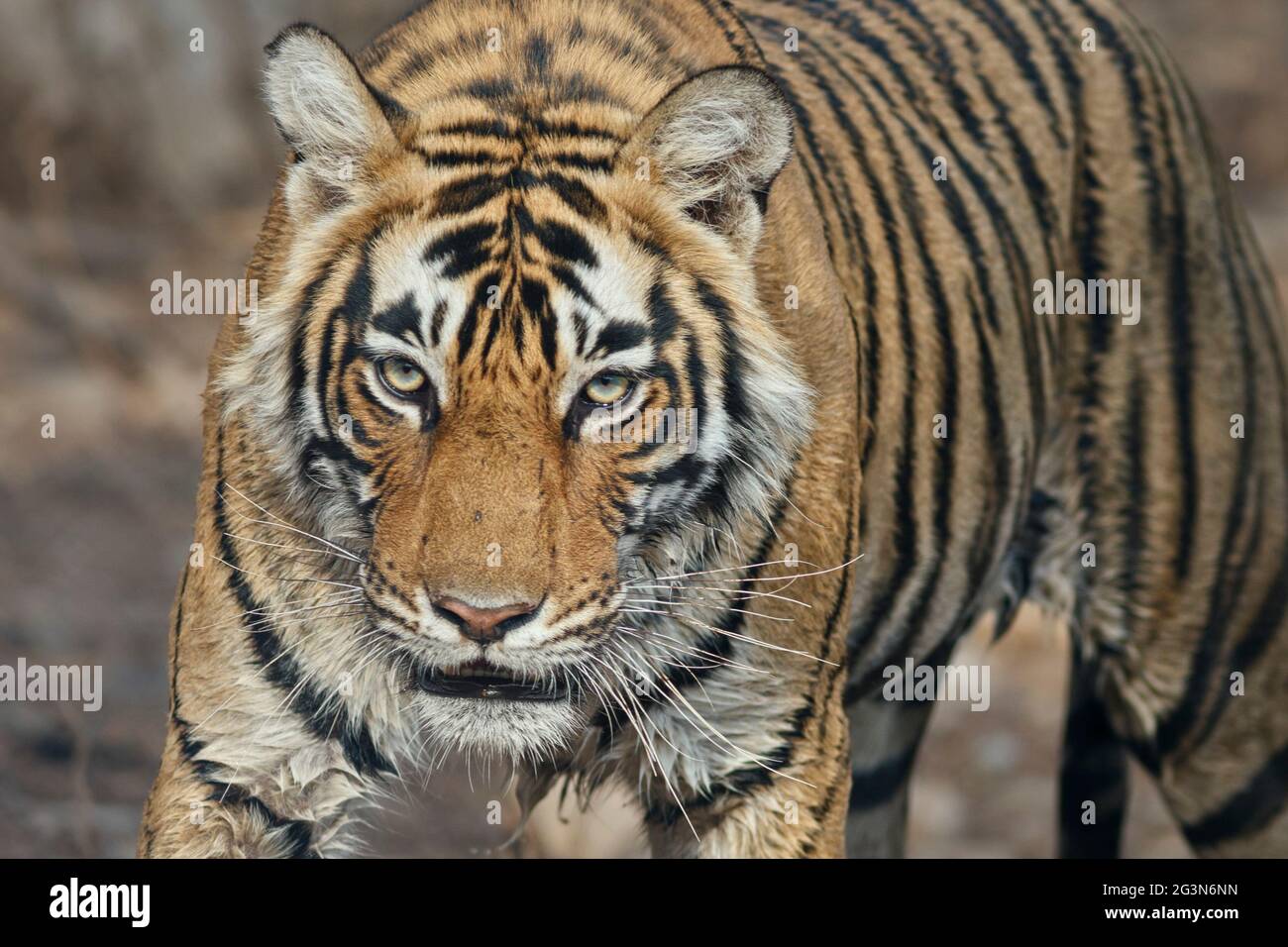 Bengalt tiger, (Panthera tigris tigris) portrait, jungle. Ranthambore ...