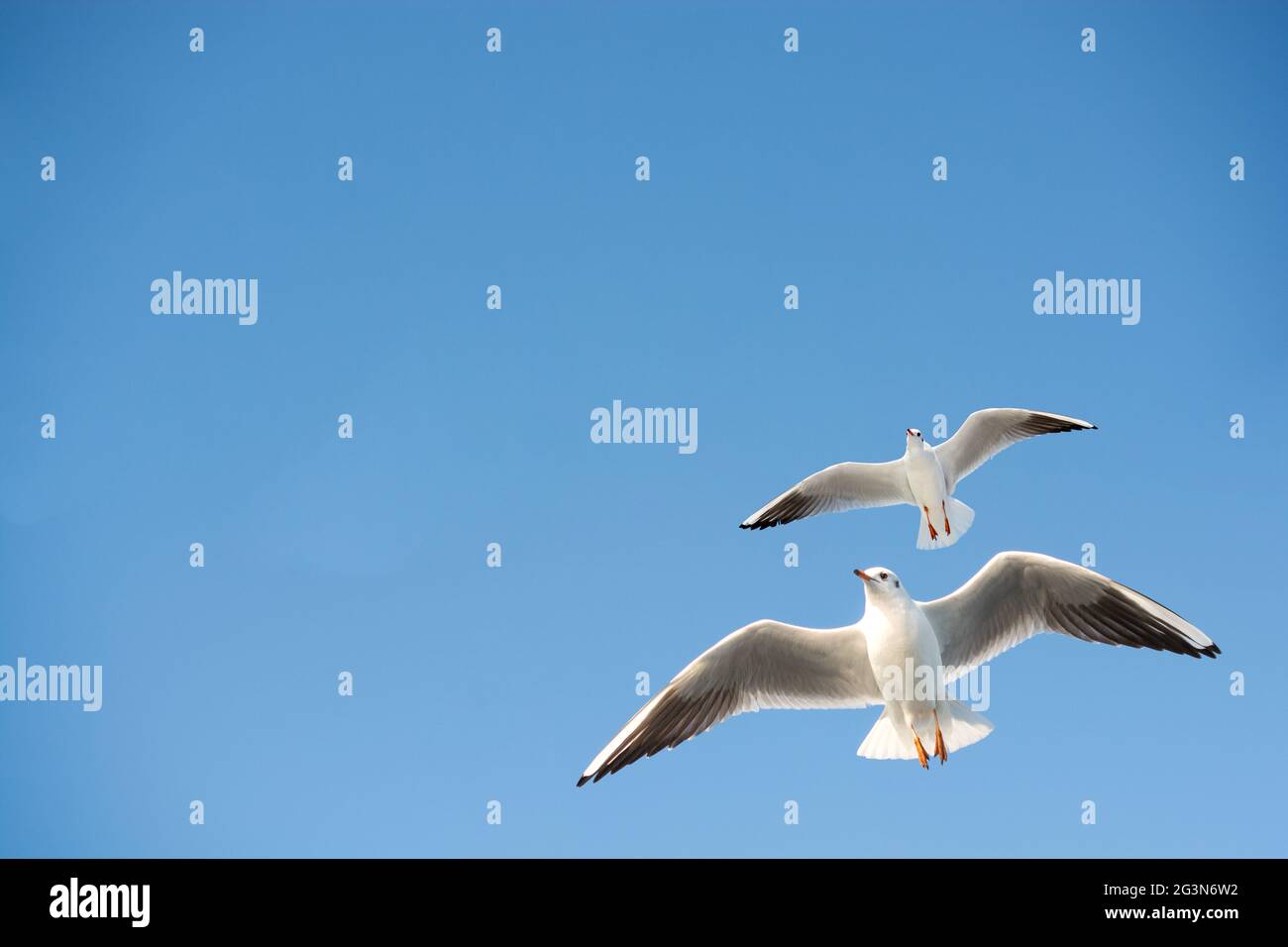 Two seagulls hover in hi-res stock photography and images - Alamy