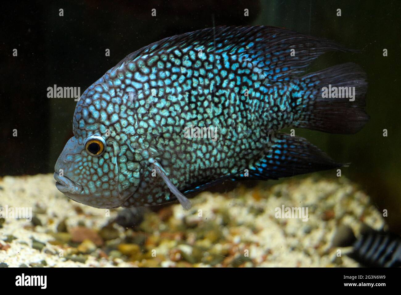 Beautiful fish in the aquarium Stock Photo - Alamy