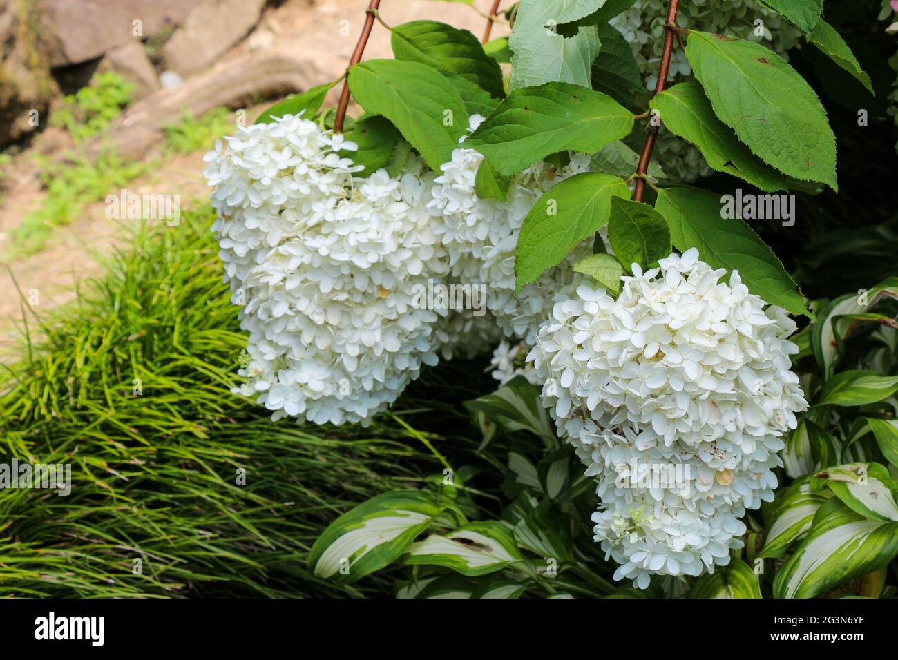 Beautiful pink meadow flowers hi-res stock photography and images - Alamy