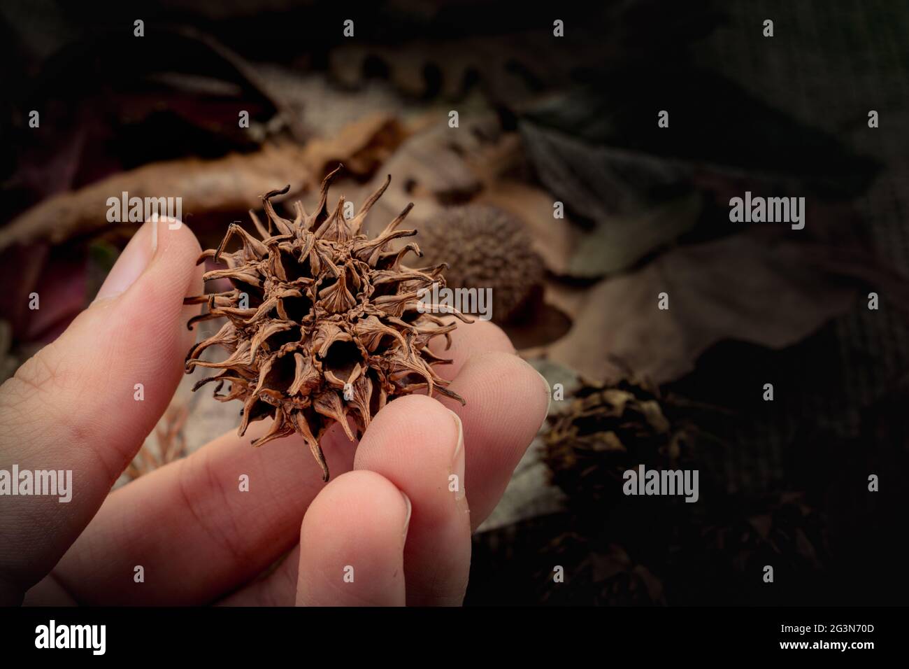 Hand holding pod or capsule Stock Photo - Alamy