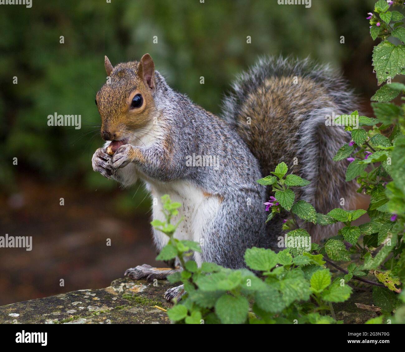 Park grey squirrel hi-res stock photography and images - Alamy