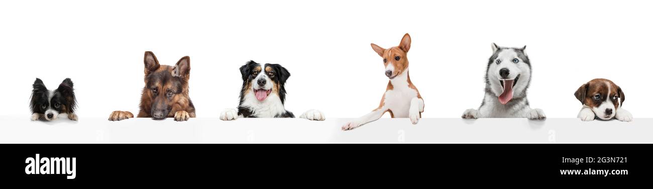 Group of five different purebred dogs sitting isolated over white ...