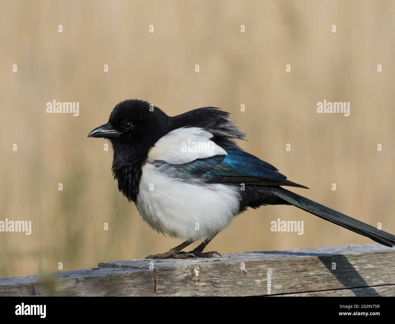 A Eurasian Magpie or Common Magpie (Pica pica) also known as lust ...