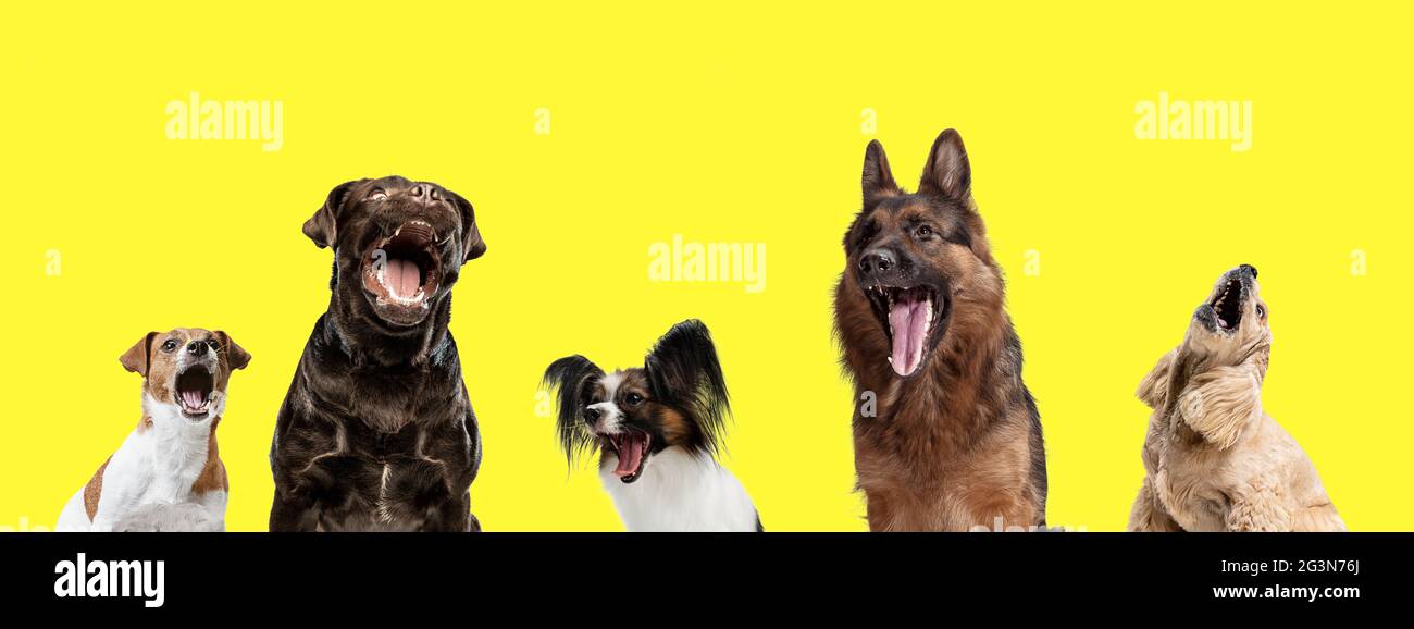 Big to small pets. Collage of different purebred dogs sitting isolated ...