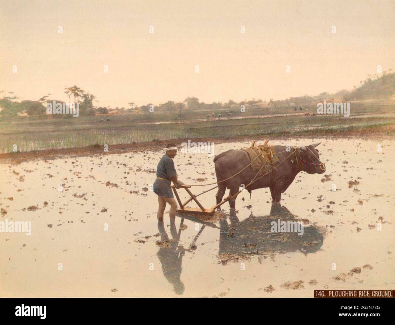Plough oxen historical hi-res stock photography and images - Alamy