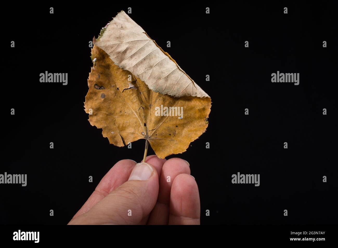 One separate dry leaf in hand Stock Photo - Alamy