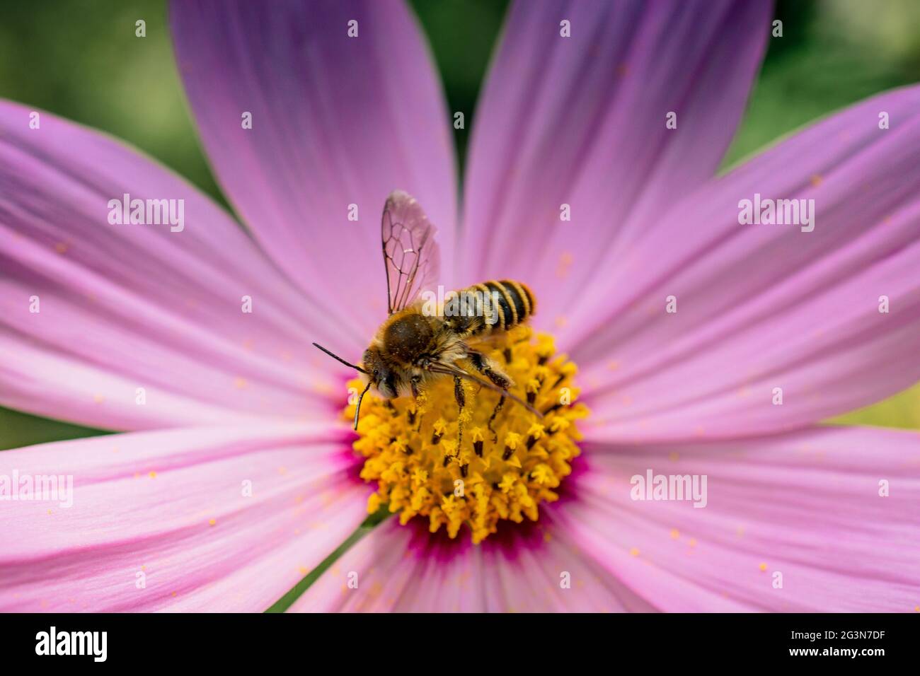 Insect feeding hi-res stock photography and images - Alamy