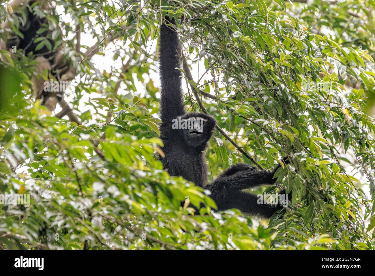 Hoolock Gibbon (Hylobates hoolock) climb jungle. Gibbon Wildlife ...