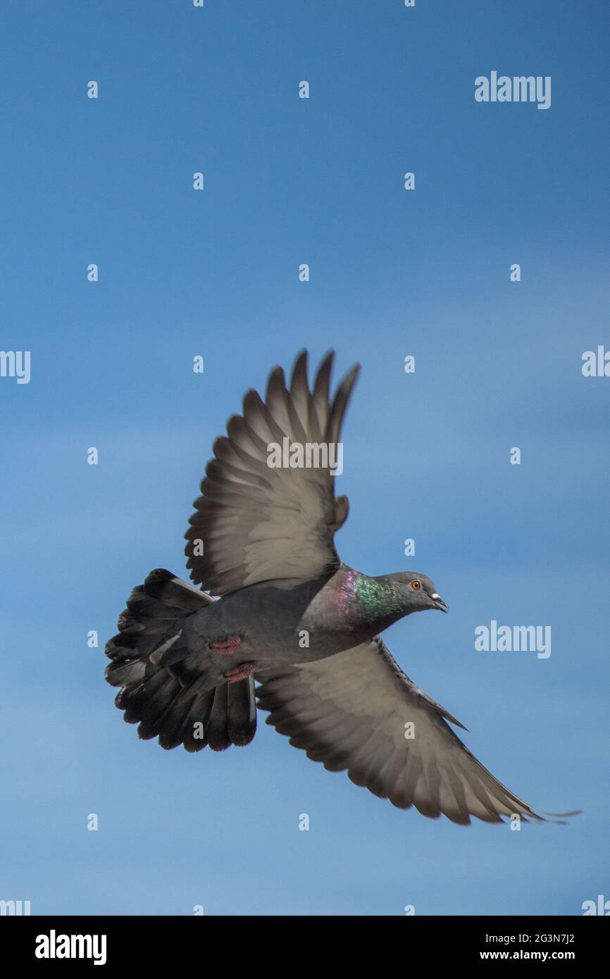 Single pigeon flying in air Stock Photo - Alamy