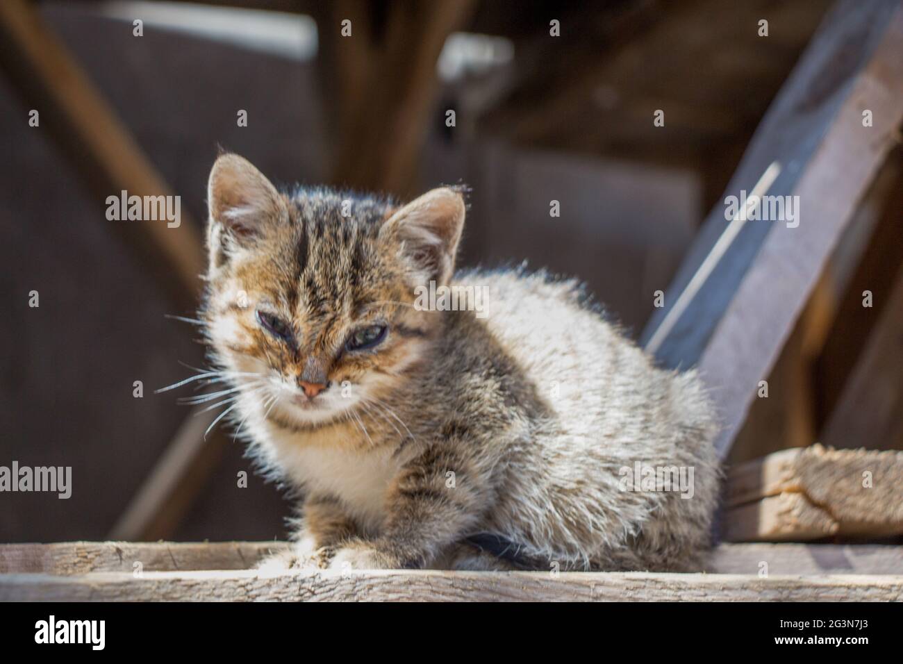 Stray cat in the street Stock Photo - Alamy