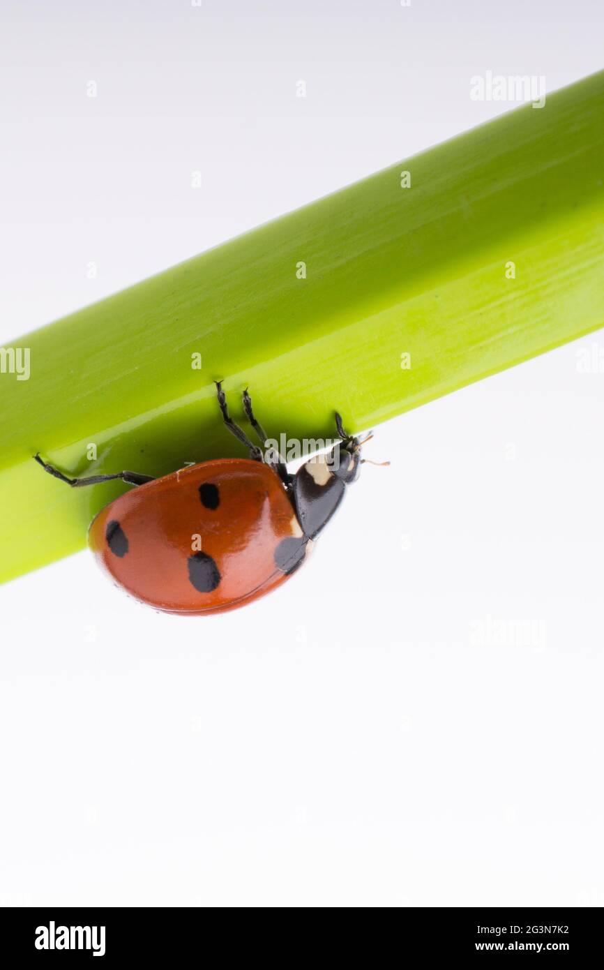 Beautiful red ladybug walking on a wooden stick Stock Photo - Alamy