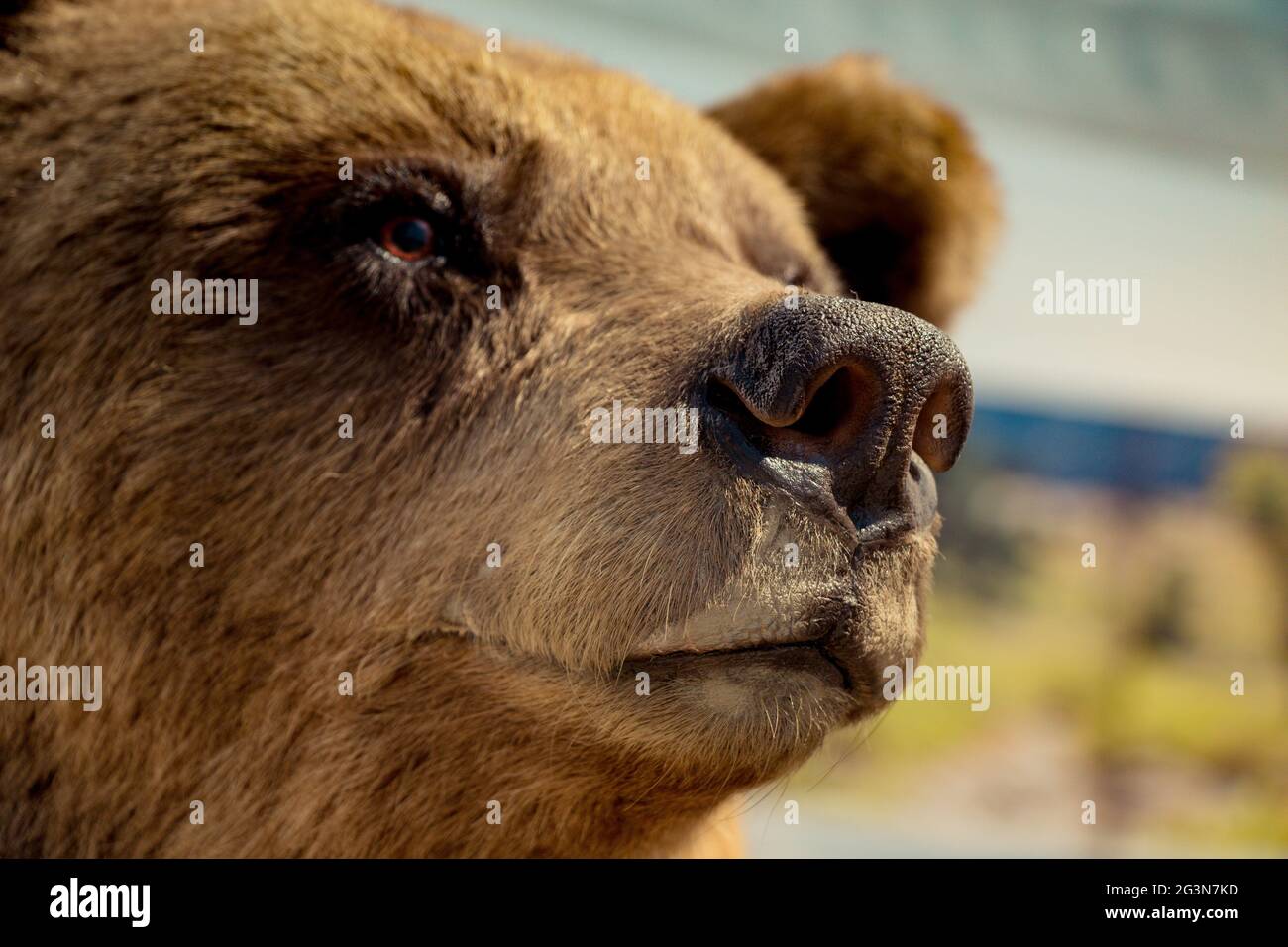 The stuffed big brown bear head as wild animal Stock Photo - Alamy
