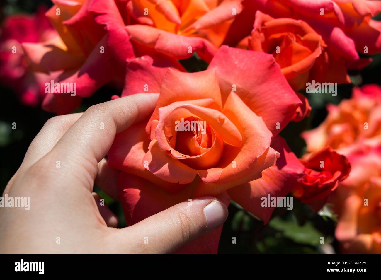 Hand holding flower white roses hi-res stock photography and images - Alamy