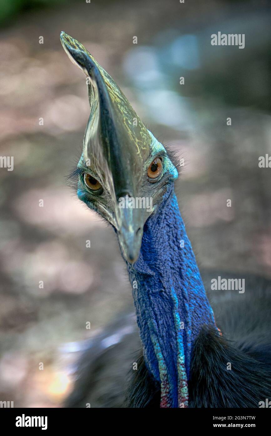 Cassowary (Casuarius, Casuariidae) portrait of face and neck ...