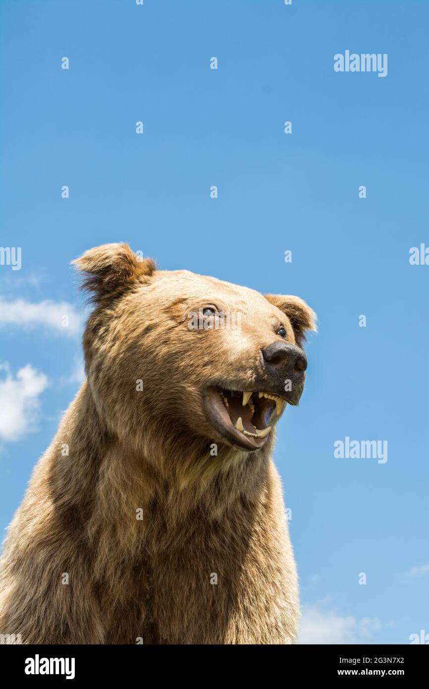 The stuffed big brown bear head as wild animal Stock Photo - Alamy