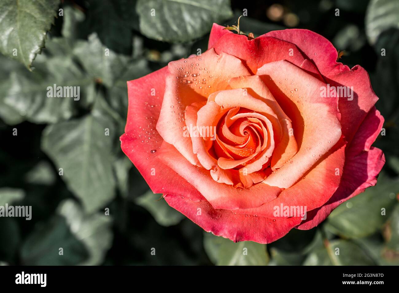 Beautiful colorful Rose Flower Stock Photo - Alamy