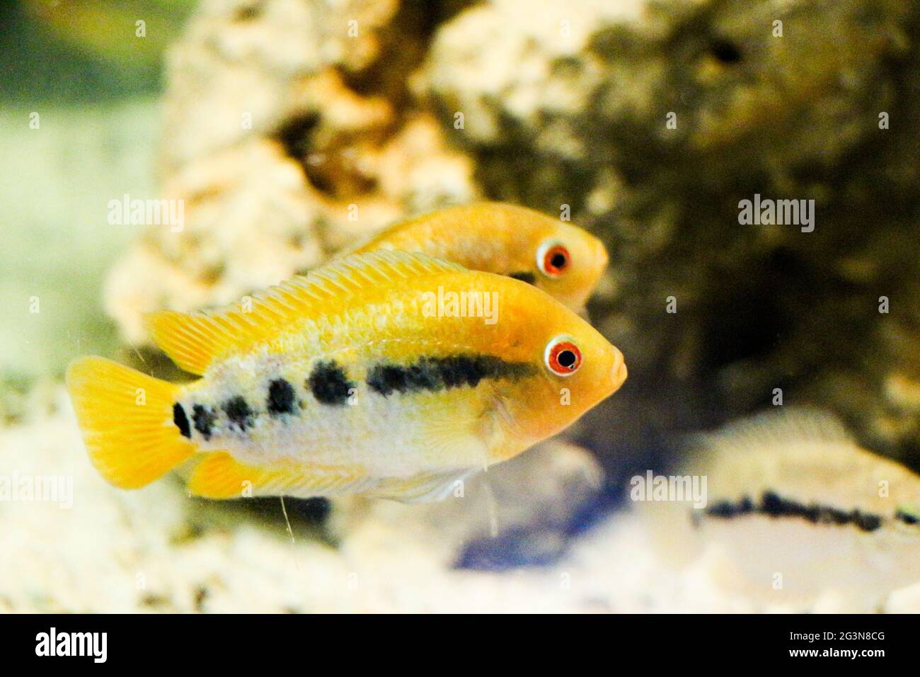 Beautiful fish in the aquarium Stock Photo - Alamy
