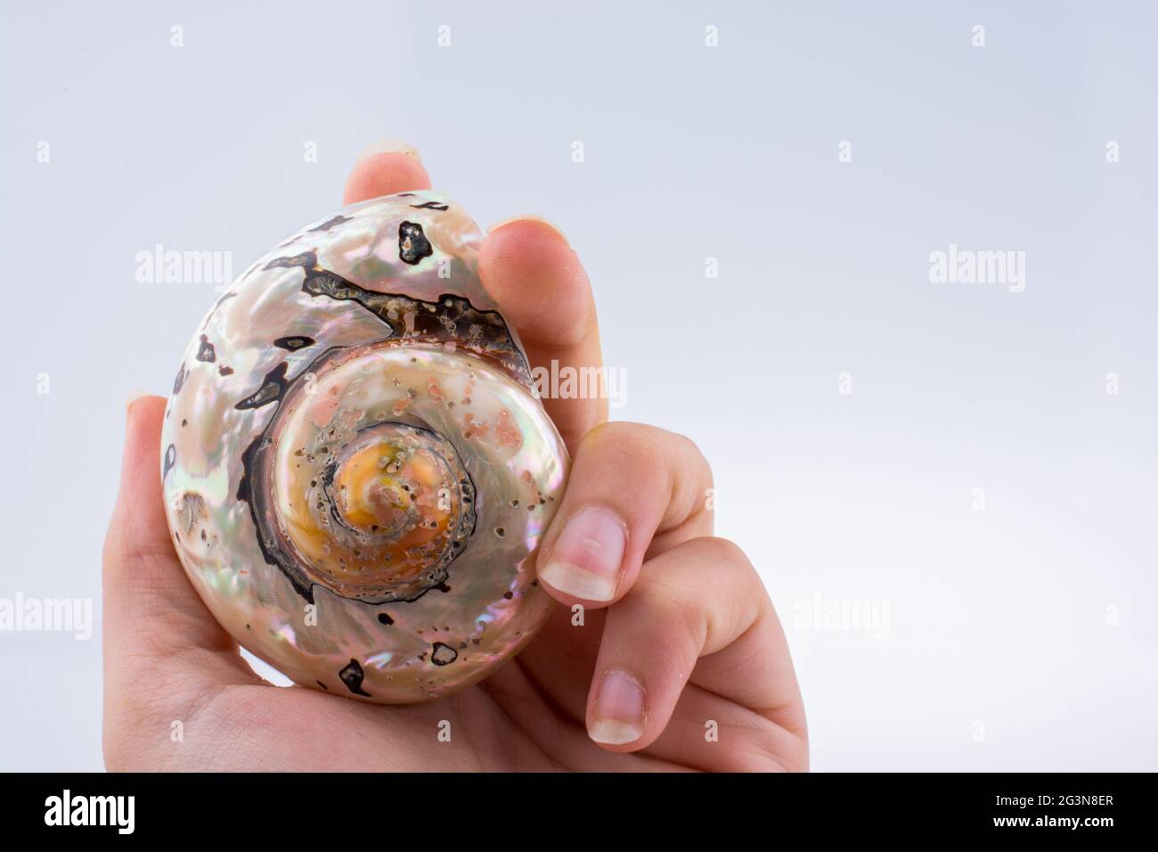 Hand holding various type of seashells Stock Photo - Alamy