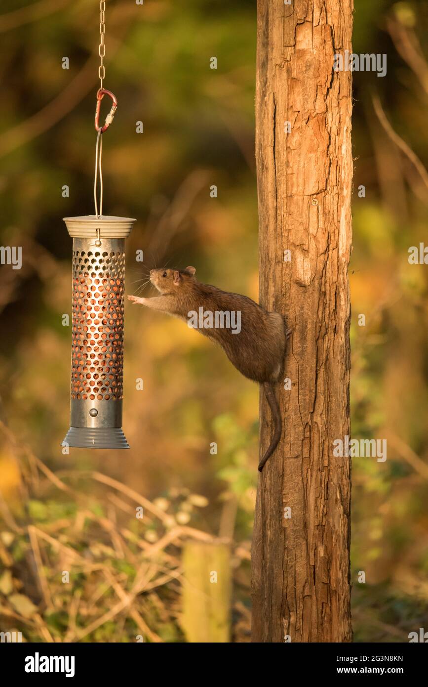 Rat at bird feeder hi-res stock photography and images - Alamy
