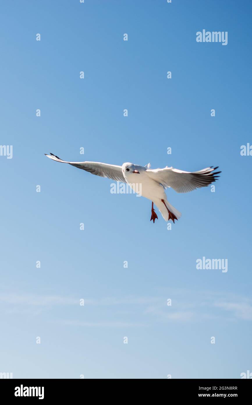 Flying seagull over sky hi-res stock photography and images - Alamy