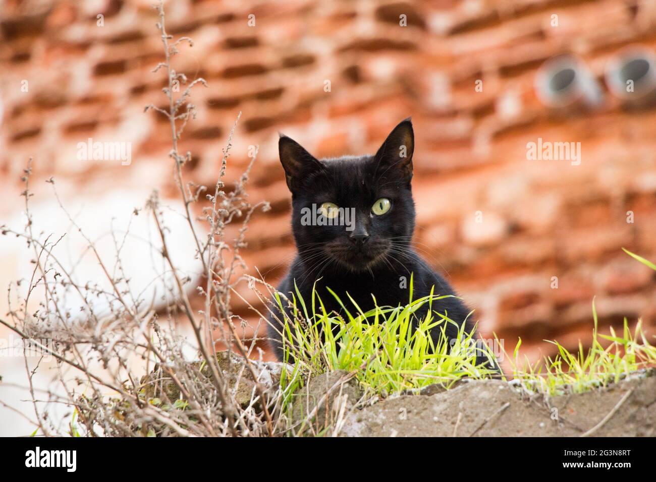 Portrait of a homeless cat hi-res stock photography and images - Alamy
