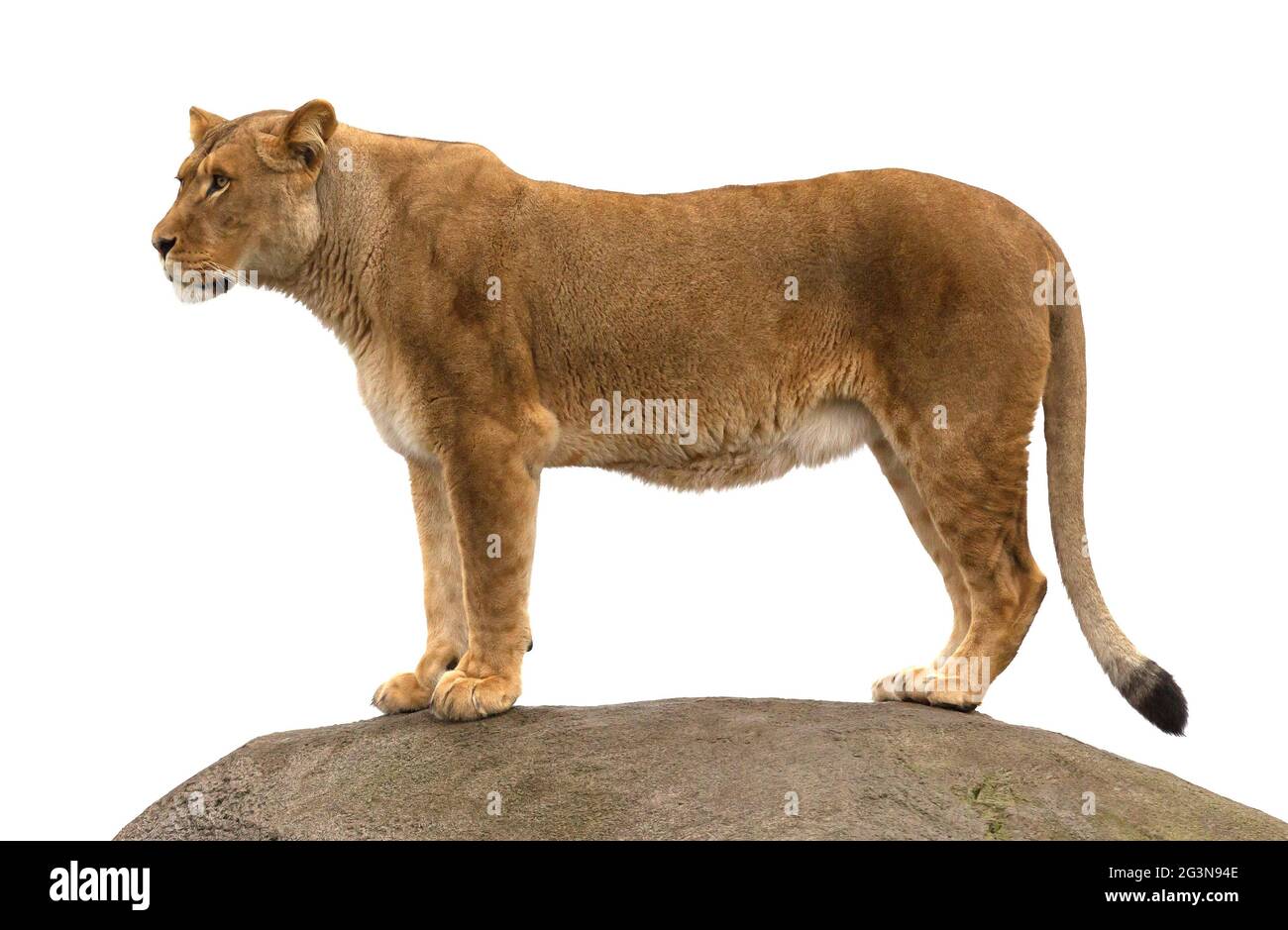 Lioness standing on rock hi-res stock photography and images - Alamy