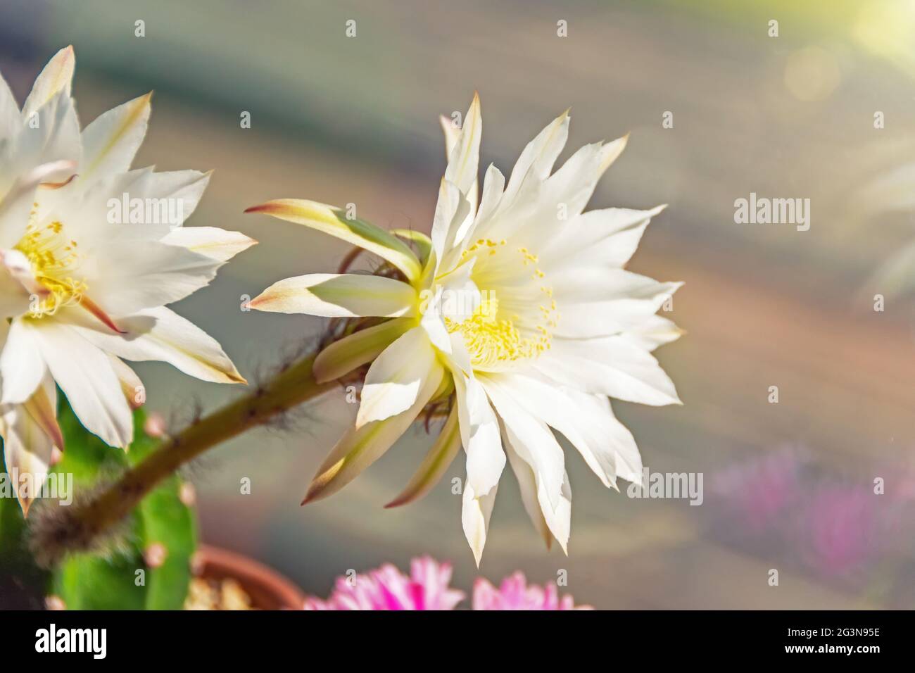 Huge large flowers of a round cactus in a ceramic clay pot Stock Photo ...