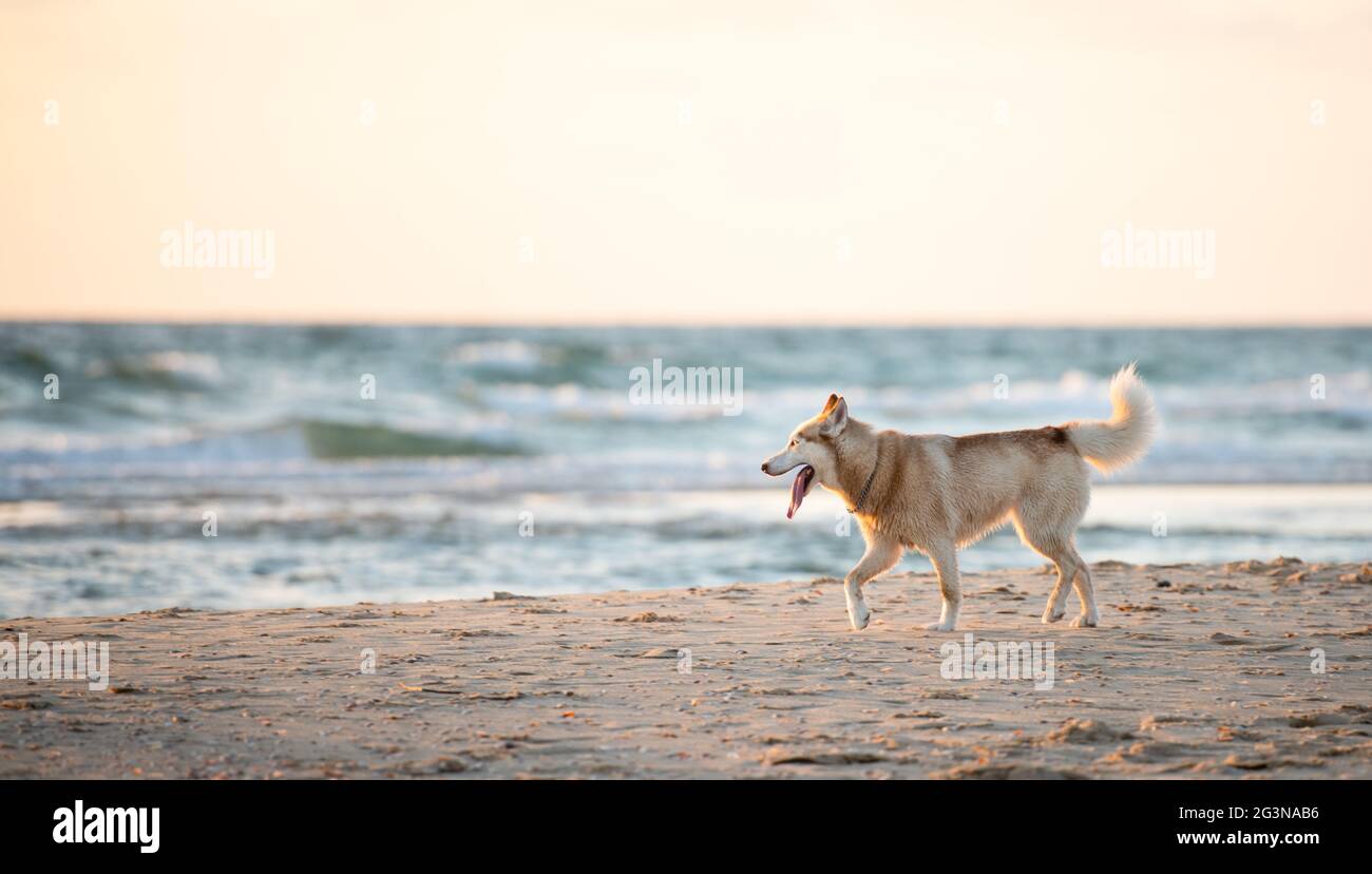 Siberian husky sunset siberian husky hi-res stock photography and ...