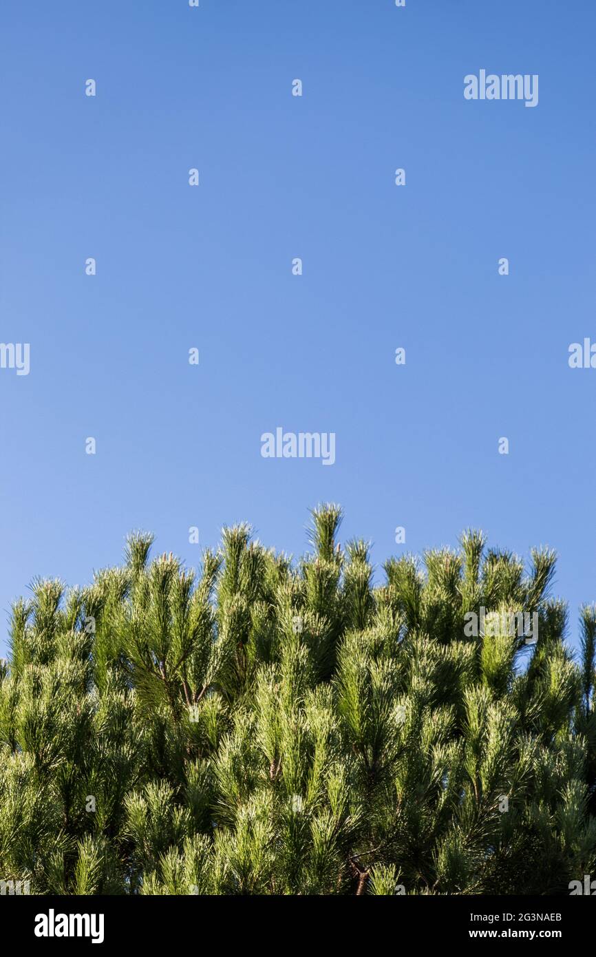 Top view tree leaves with branches growing in botanical park Stock ...