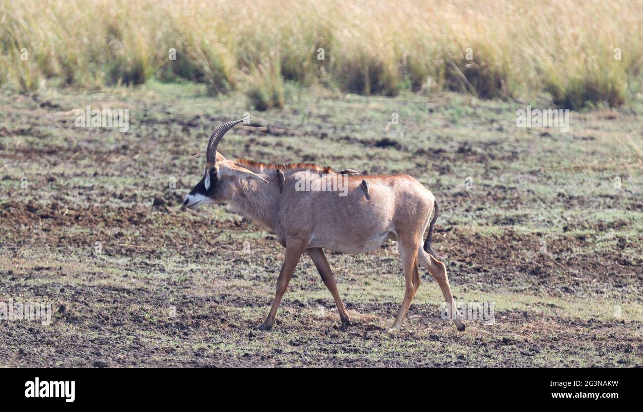 Brown antelope with birds on it's back Stock Photo - Alamy