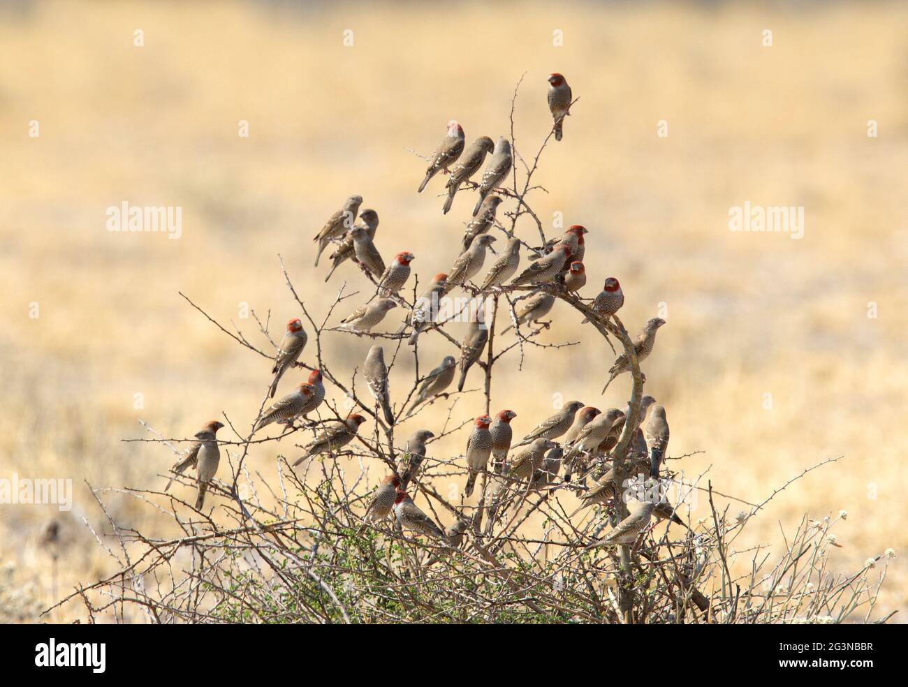 Desert finches hi-res stock photography and images - Alamy