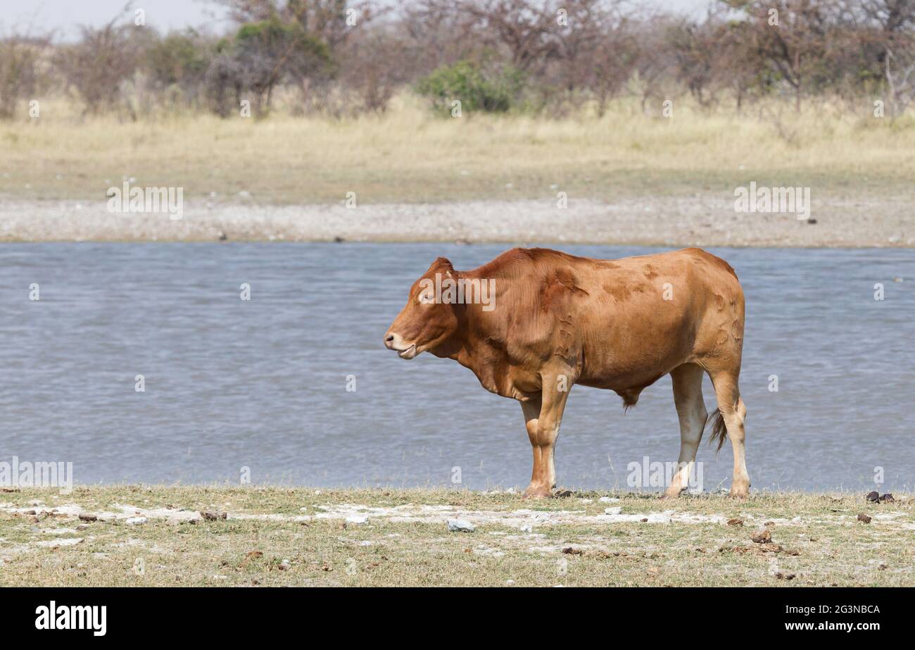 Cattle, farm - Cow Stock Photo - Alamy