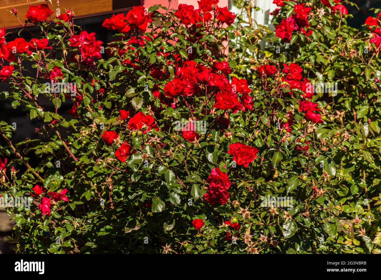 Closeup of the beautifully blossomed red roses in the garden Stock ...