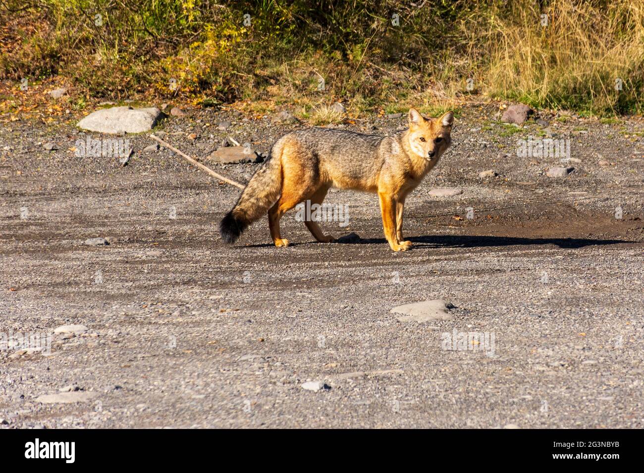 A beautiful little gray fox Stock Photo - Alamy