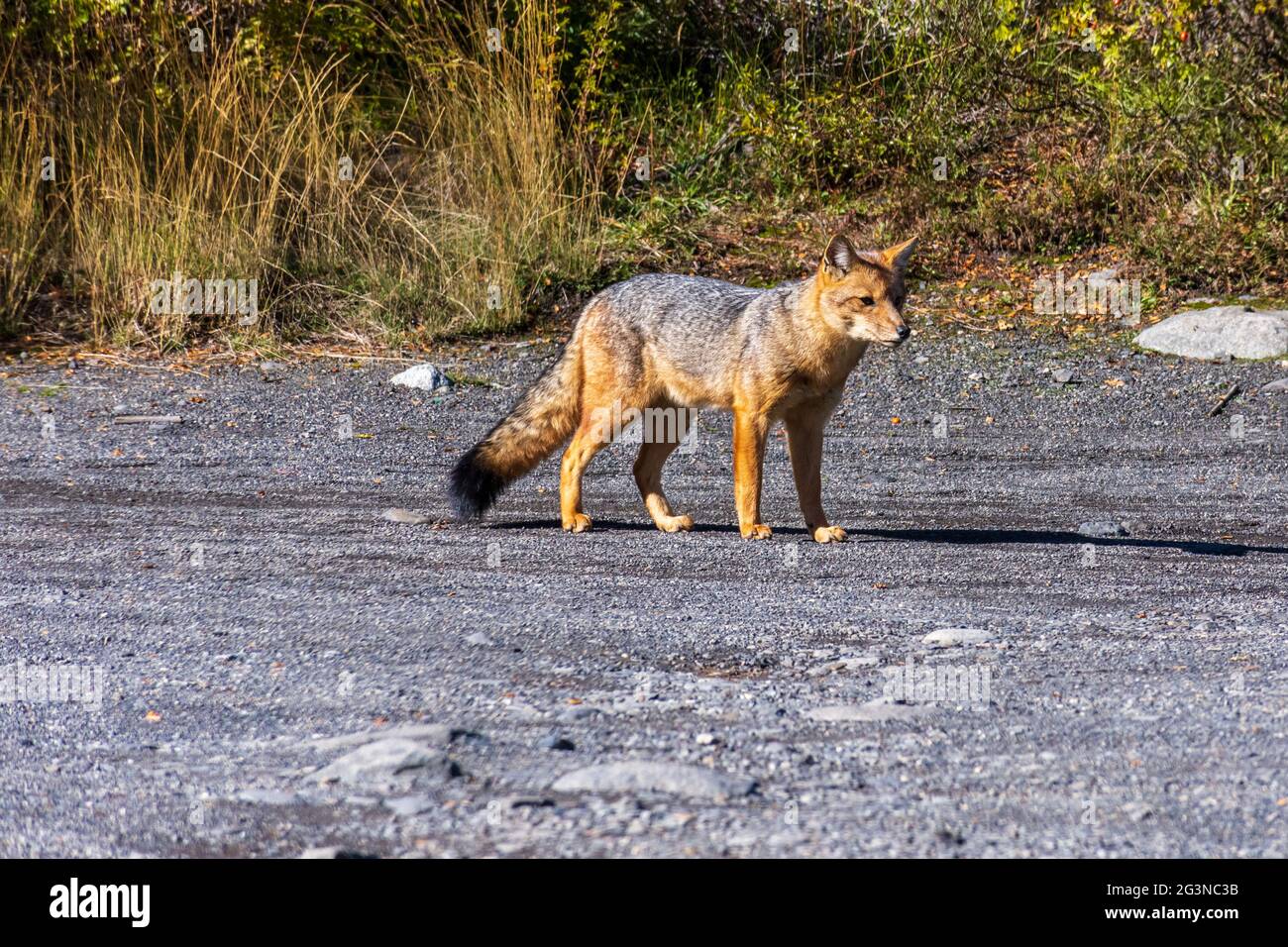 A beautiful little gray fox Stock Photo - Alamy
