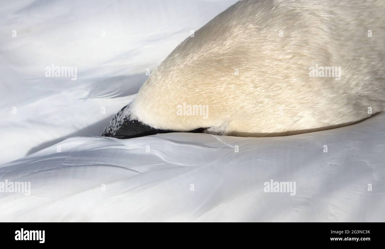 Mute swan sleeping Stock Photo - Alamy