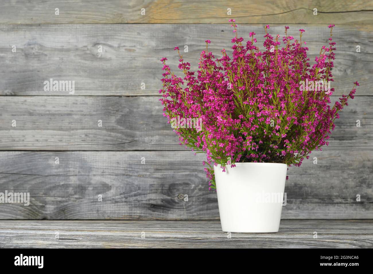 Erica flower hi-res stock photography and images - Alamy