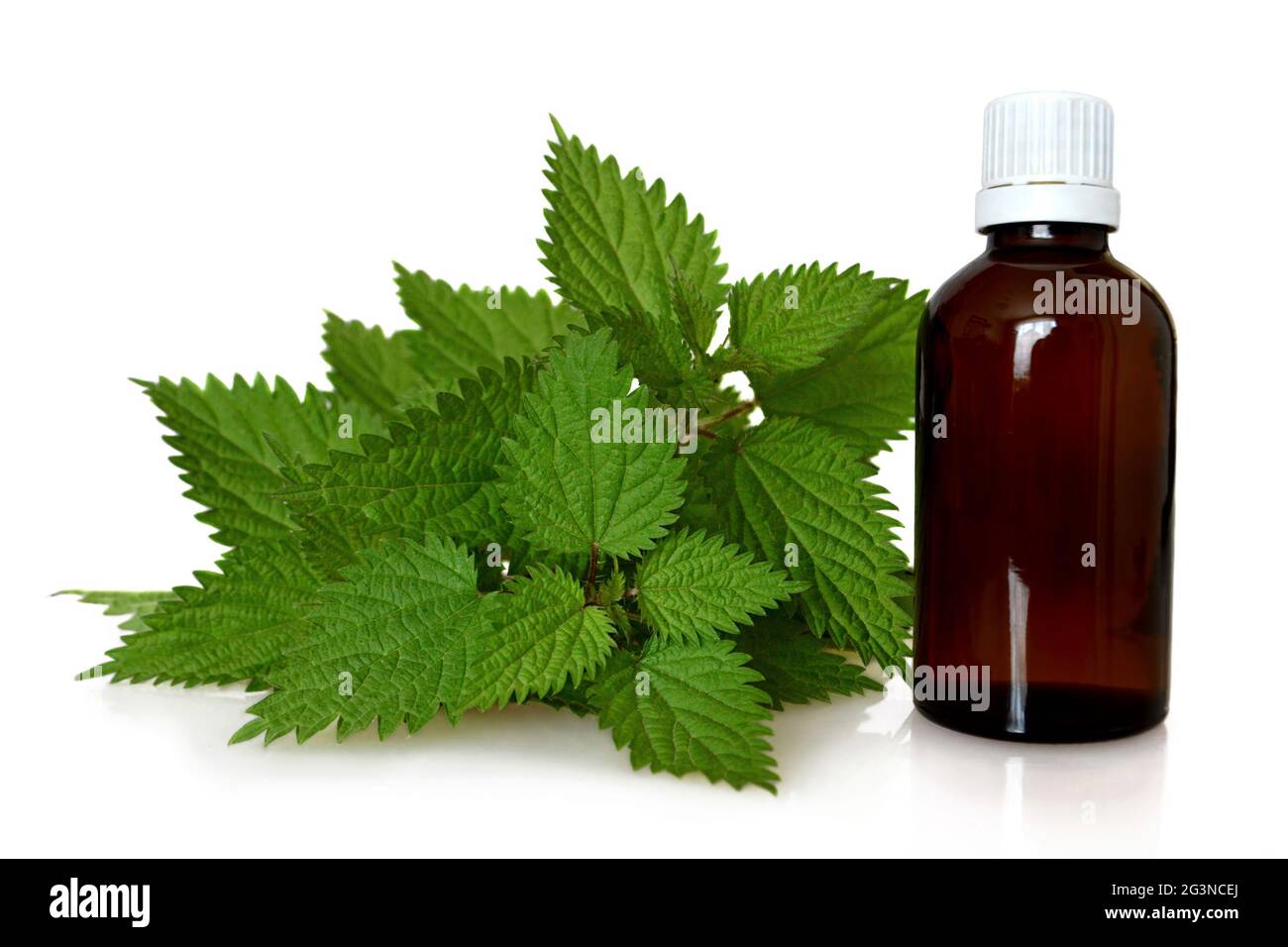 Stinging nettle essential oil or tincture in a bottle isolated on white ...