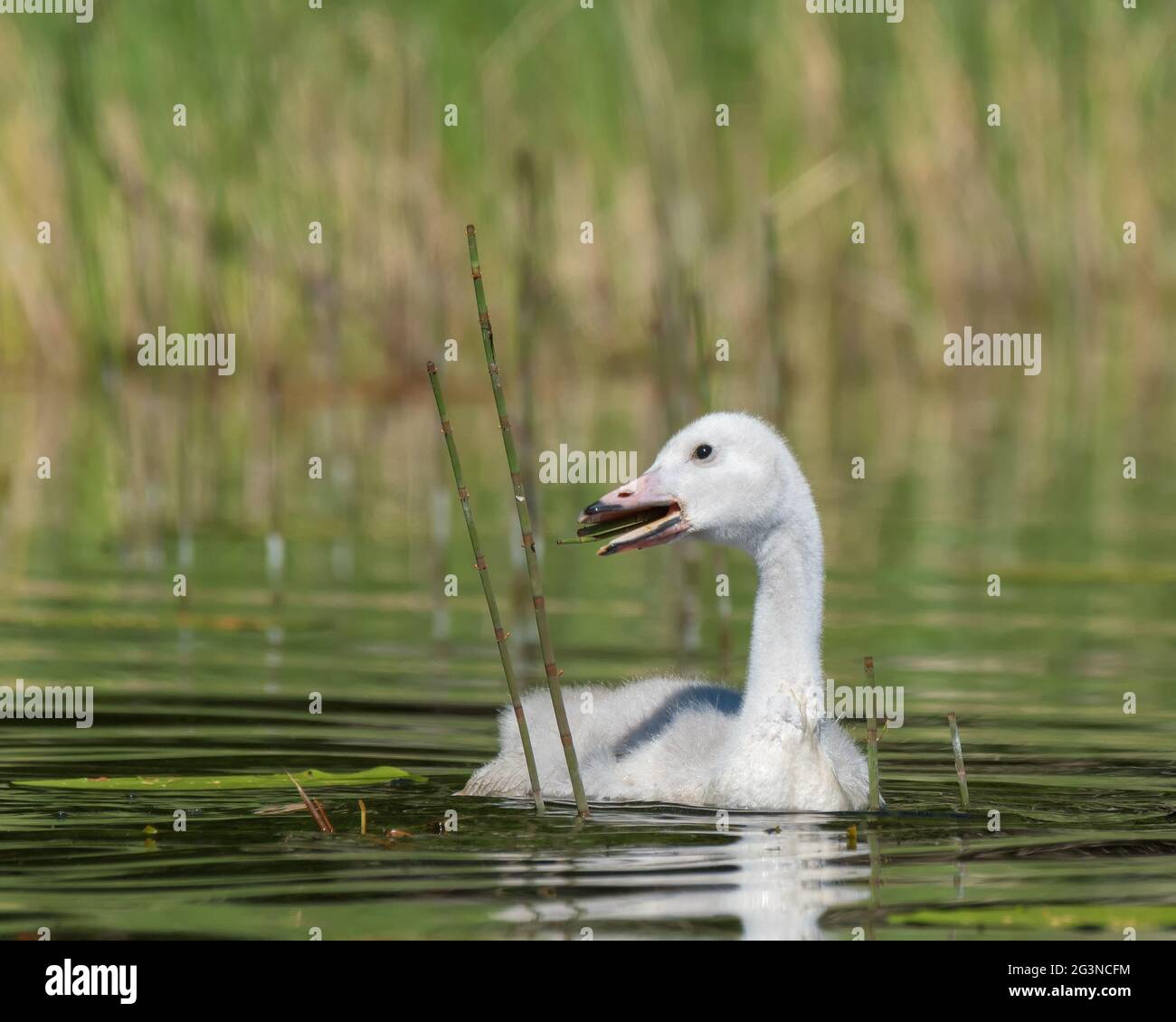 Whooper Swan eating Water horsetail Stock Photo - Alamy